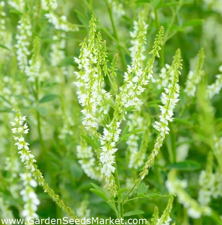 Honigklee - 5 kg; weißer Melilot, Bokhara-Klee, weißer Süßklee, süßer ...