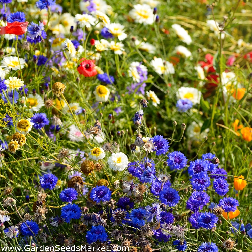 Campuran tanaman tahunan dan tahunan liar - padang rumput berbunga ...