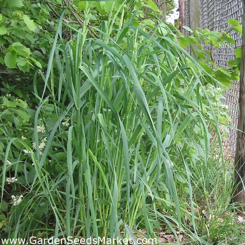 Cock's-foot, orchard grass Bepro - 5 kg – Garden Seeds Market | Free ...