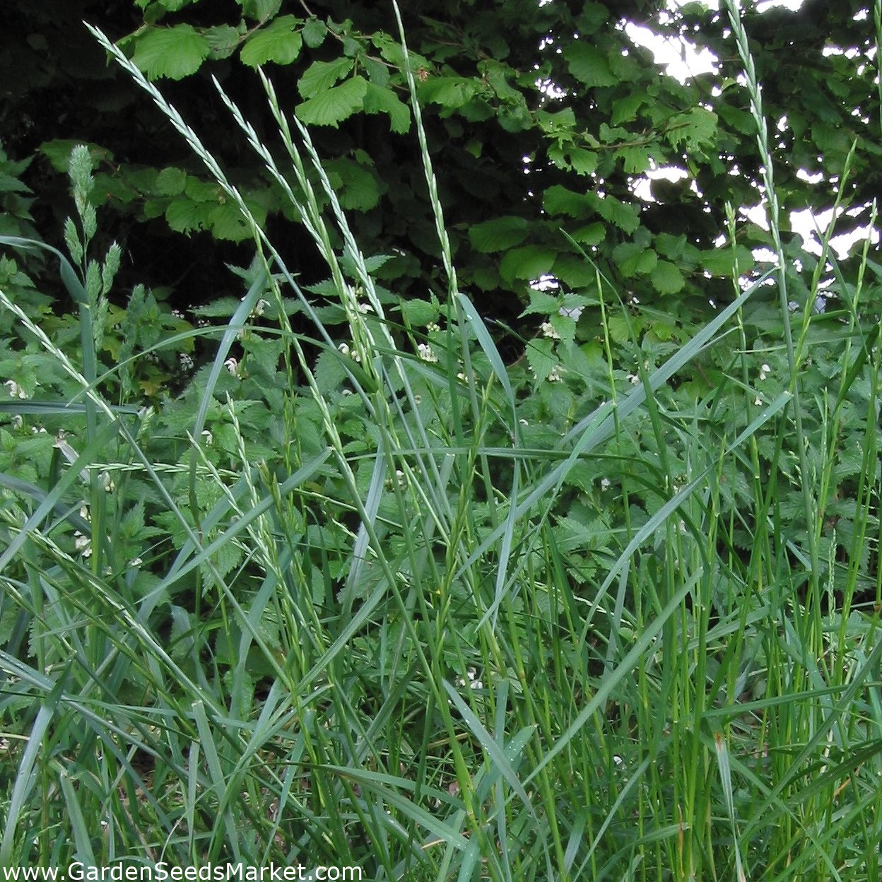 Ray-grass vivace 2N Nira, variété à gazon - 5 kg - – Garden Seeds ...