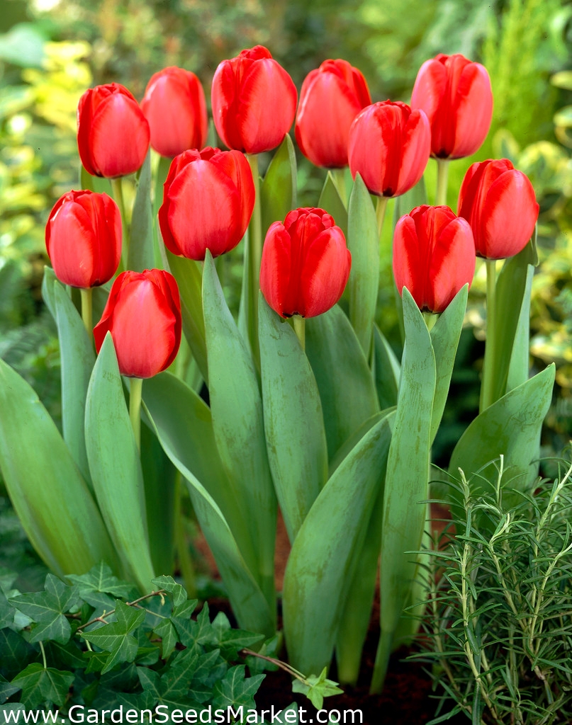Tulip 'Red Impression' - 5 pcs – Garden Seeds Market | Free shipping