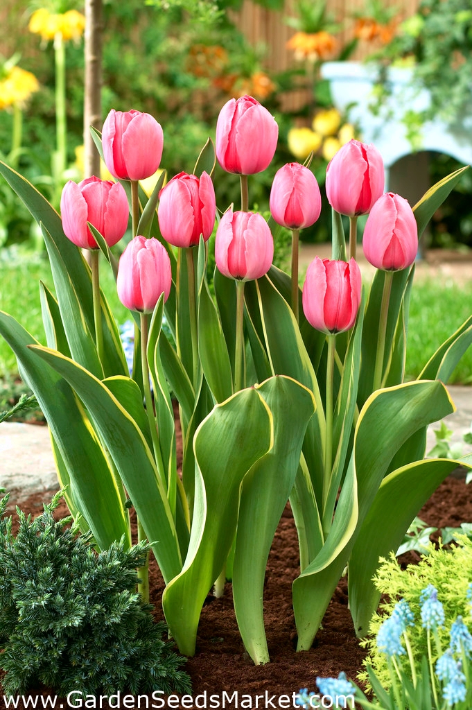 Tulip Design Impression - 5 pcs – Garden Seeds Market | Free shipping