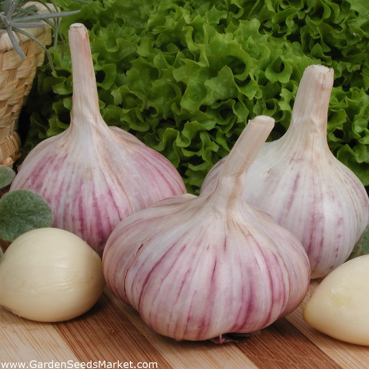 Winter garlic Arkus - 80 bulb (4 - 5 kg) – Garden Seeds Market | Free ...