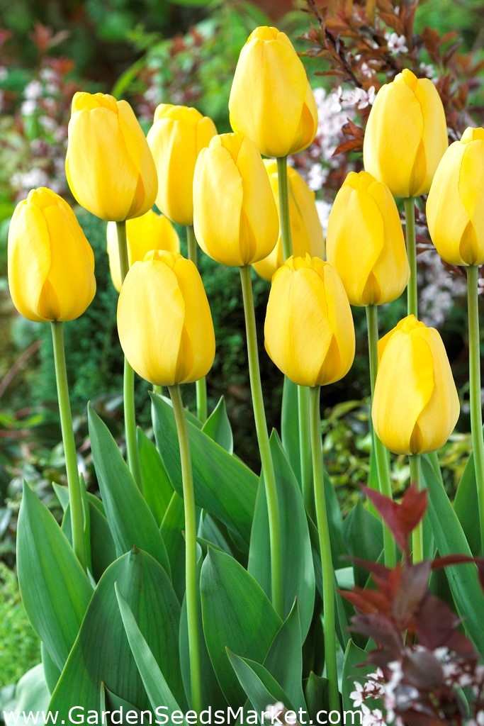 Tulip Golden Parade - ¡paquete grande! - 50 pcs - – Garden Seeds Market ...