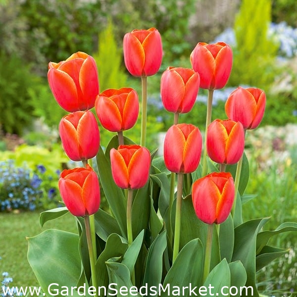 Tulip Ad Rem - veliko pakiranje! - 50 kom - – Garden Seeds Market ...