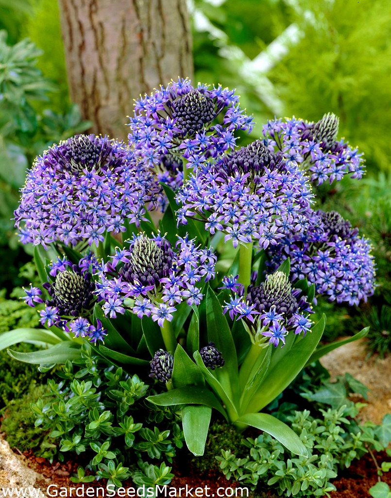 Portuguese squill – Garden Seeds Market | Free shipping