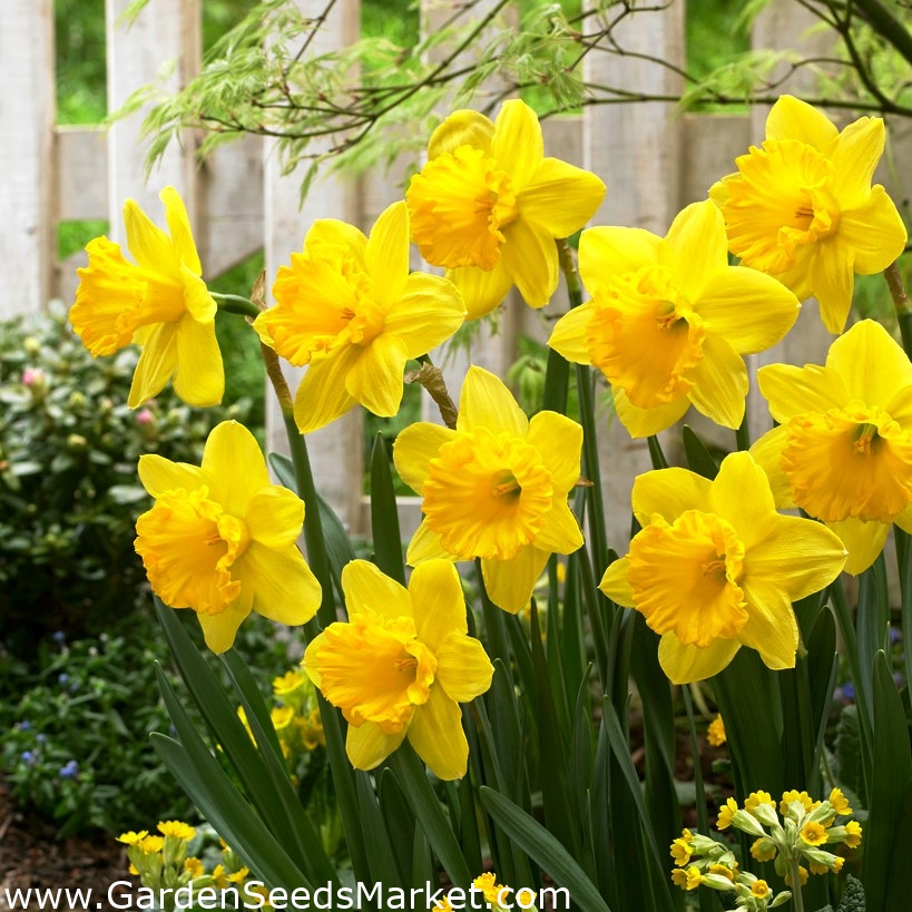 Daffodil, narcissus 'Gigantic Star' - large package - 50 pcs – Garden ...