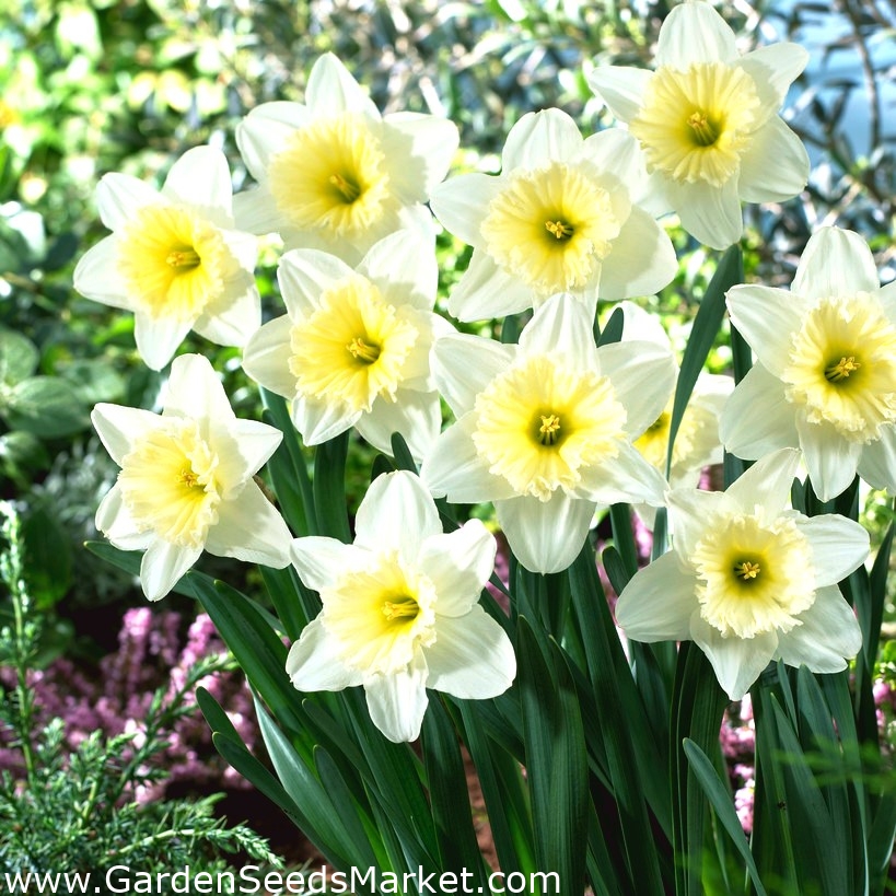 Narcizas, narcizas 'Ice Follies' - didelė pakuotė - 50 vnt. – Garden ...