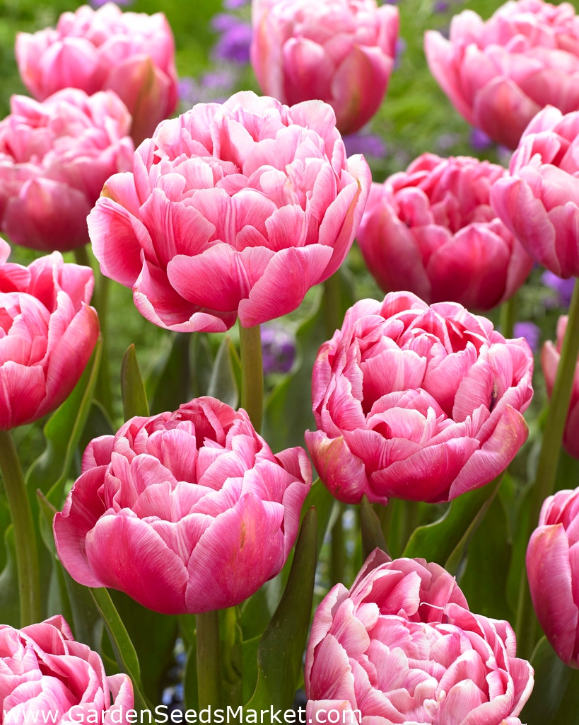 Tulip 'Aveyron' - pacote grande - 50 unidades – Garden Seeds Market ...