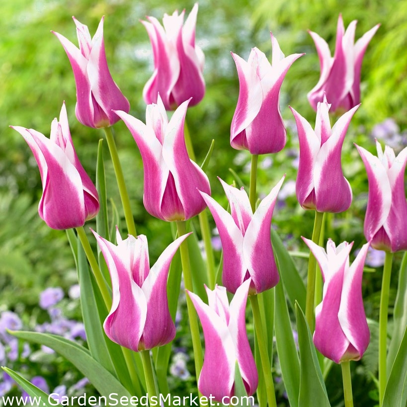 Tulip Ballade - 5 pezzi – Garden Seeds Market | Spedizione gratuita