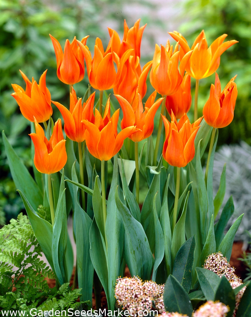 Tulip 'Ballerina' - large package - 50 pcs – Garden Seeds Market | Free ...