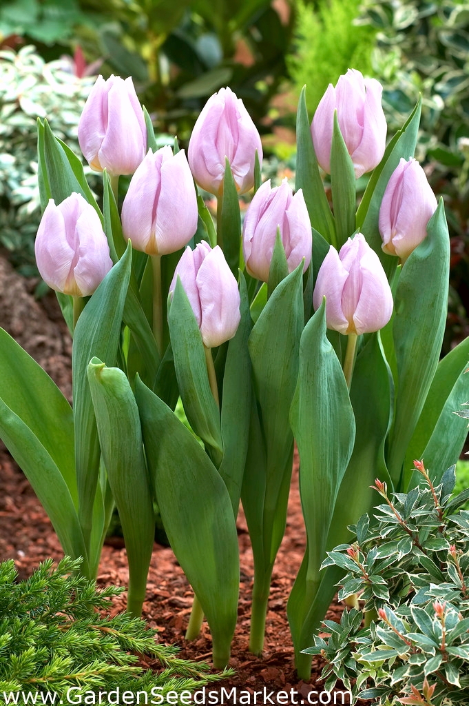 Tulip 'Candy Prince' - 5 pcs – Garden Seeds Market | Free shipping