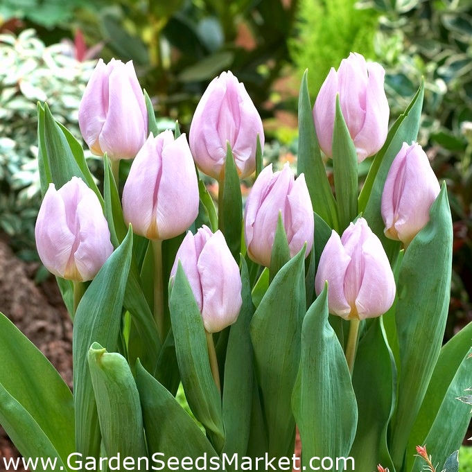 Set of 2 tulip varieties 'Candy Prince' + 'White Prince' - 50 pcs ...