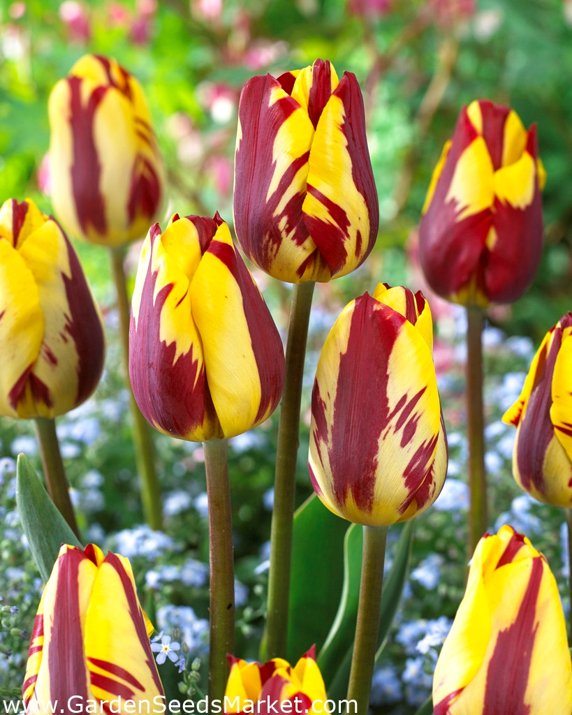 Lalea „Helmar” - 5 buc - – Garden Seeds Market | Transport gratuit