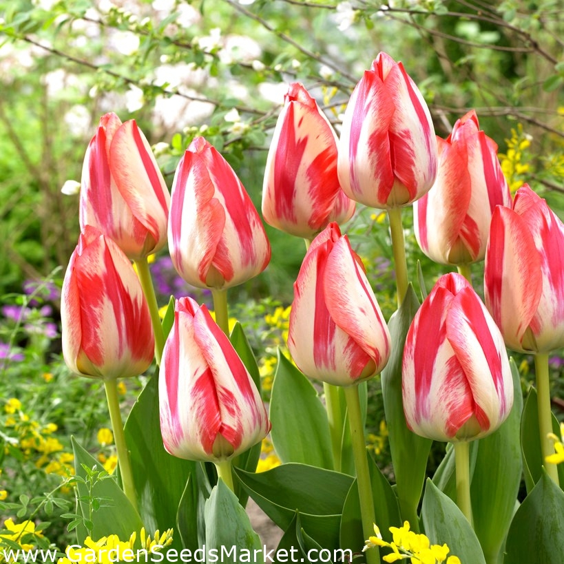 Tulipan 'Spryng Break' - velika embalaža - 50 kosov - – Garden Seeds ...