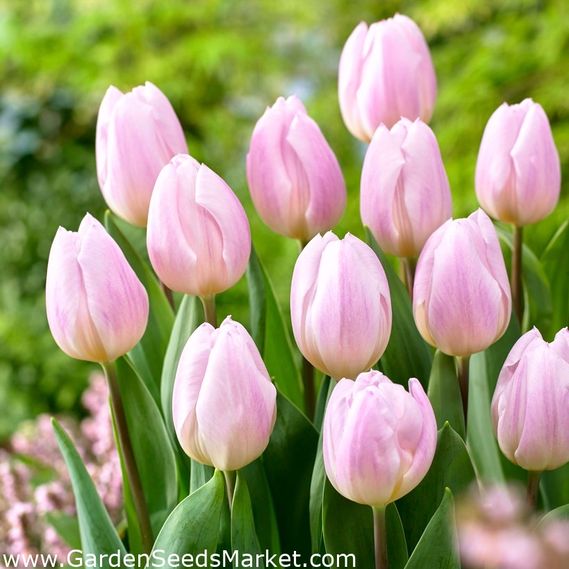 Tulip 'Sweet Flag' - large package - 50 pcs – Garden Seeds Market ...