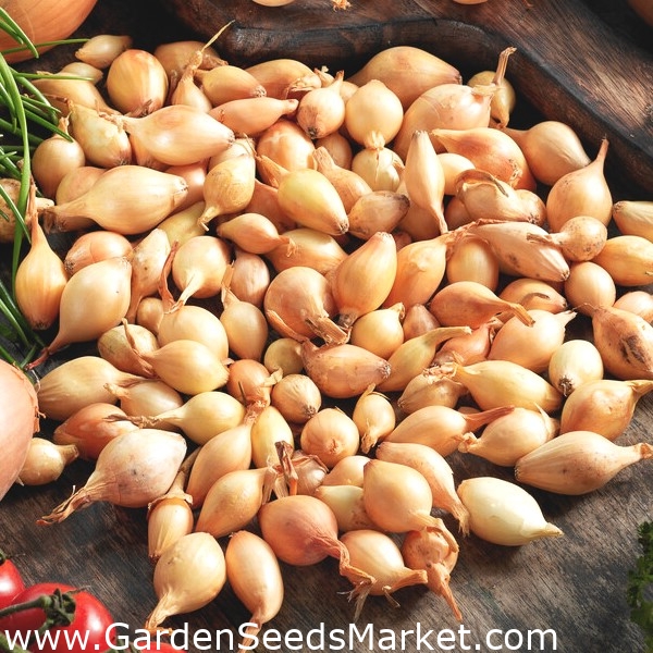 Overwinterende groene ui - 10 kg; lente-ui - – Garden Seeds Market ...
