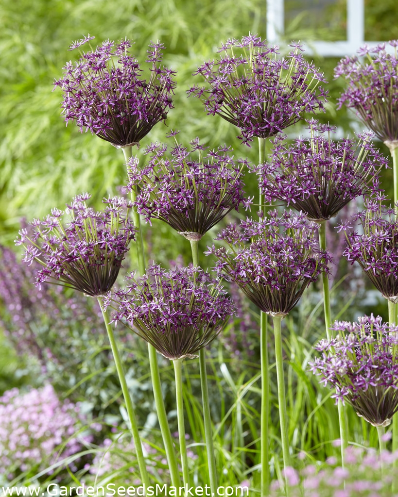 Ukrasni luk Miami - veliko pakiranje - 30 kom – Garden Seeds Market ...