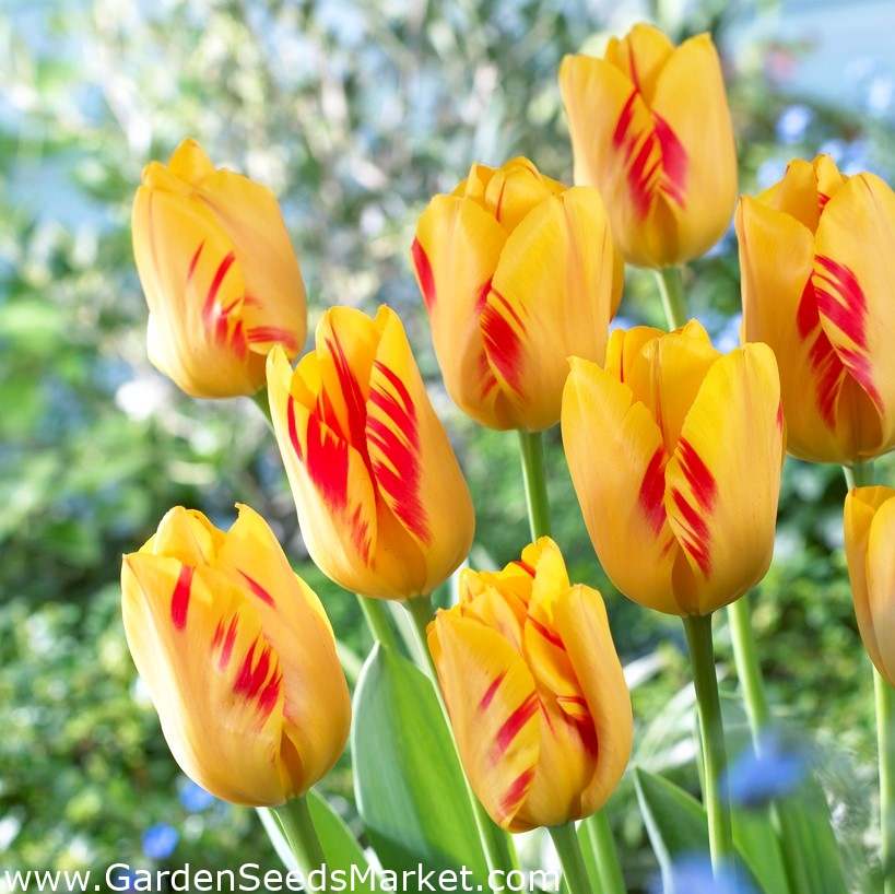 Tulip Olympic Flame - แพ็คเกจใหญ่! - 50 ชิ้น - – Garden Seeds Market ...