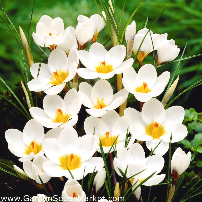 Extra-large set - 120 crocus bulbs - a selection of 12 most intriguing ...