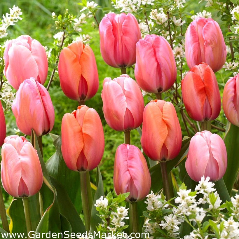 Impression - set of 3 tulip varieties - 45 pcs – Garden Seeds Market ...