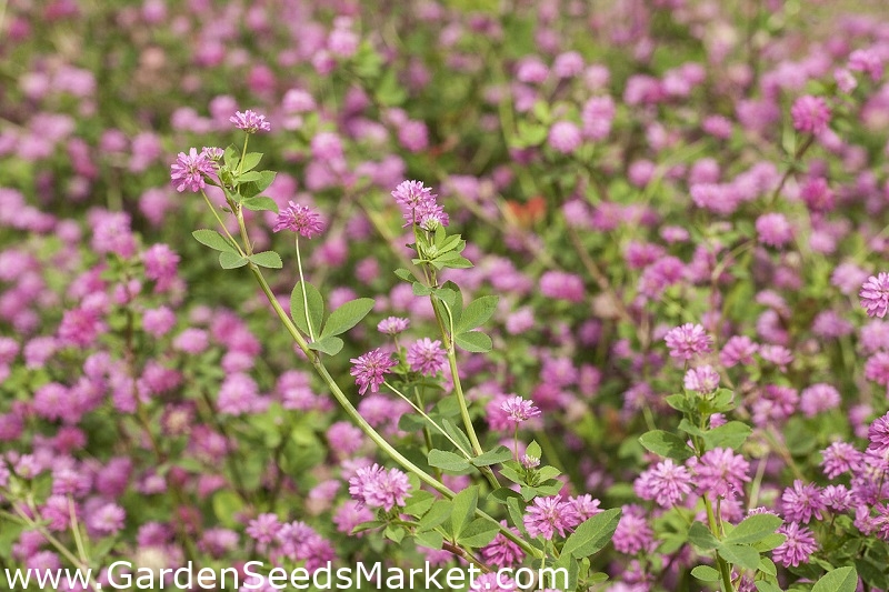 Semanggi terbalik "Laser" - 0,5 kg; Semanggi Parsi, shaftal - – Garden ...