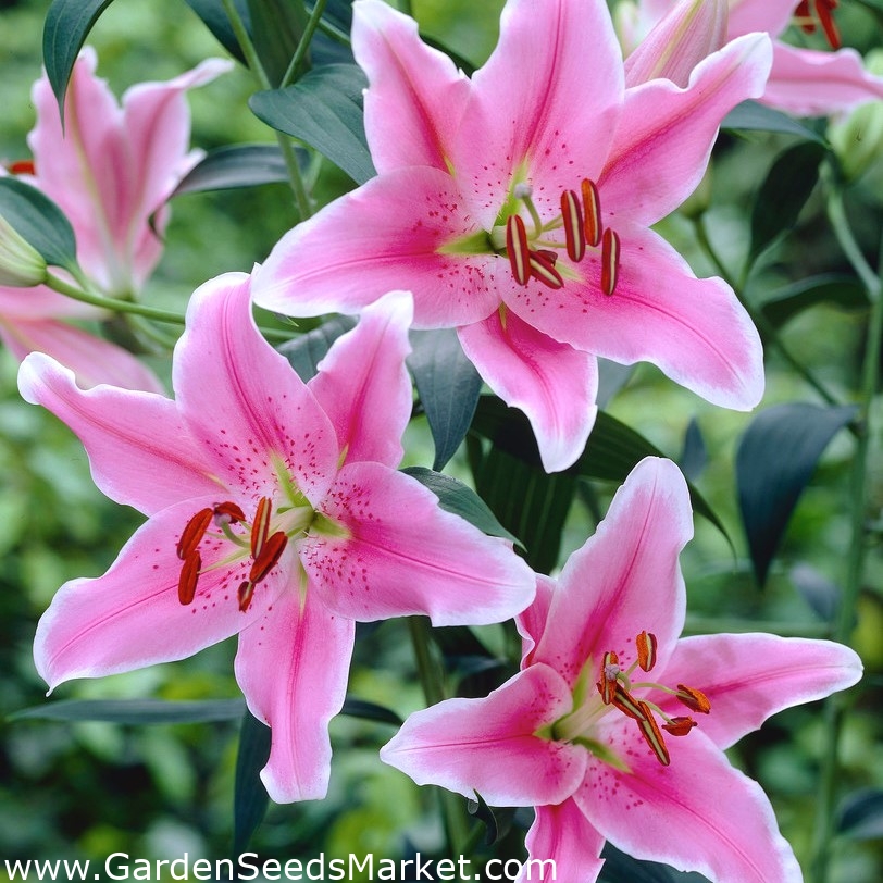 خانه – Garden Seeds Market | ارسال رایگان