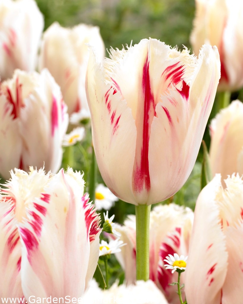 Tulip 'Carrousel' - paquete grande - 50 piezas - – Garden Seeds Market ...