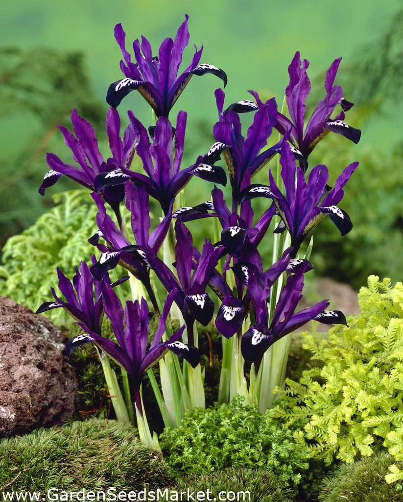 Iris Purple Gem - veliko pakiranje - 100 kom – Garden Seeds Market ...