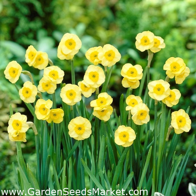 Daffodil, narcissus 'Sun Disc' - large package - 50 pcs – Garden Seeds ...