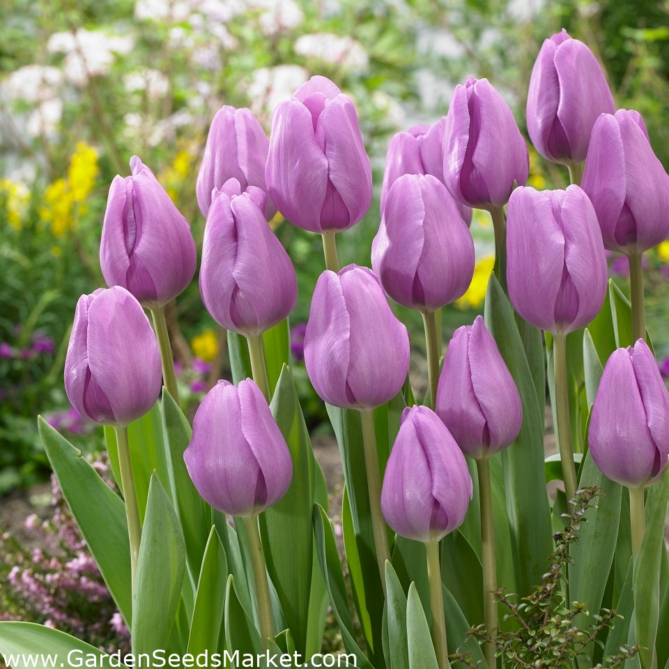 Tulip 'Alibi' - large package - 50 pcs – Garden Seeds Market | Free ...