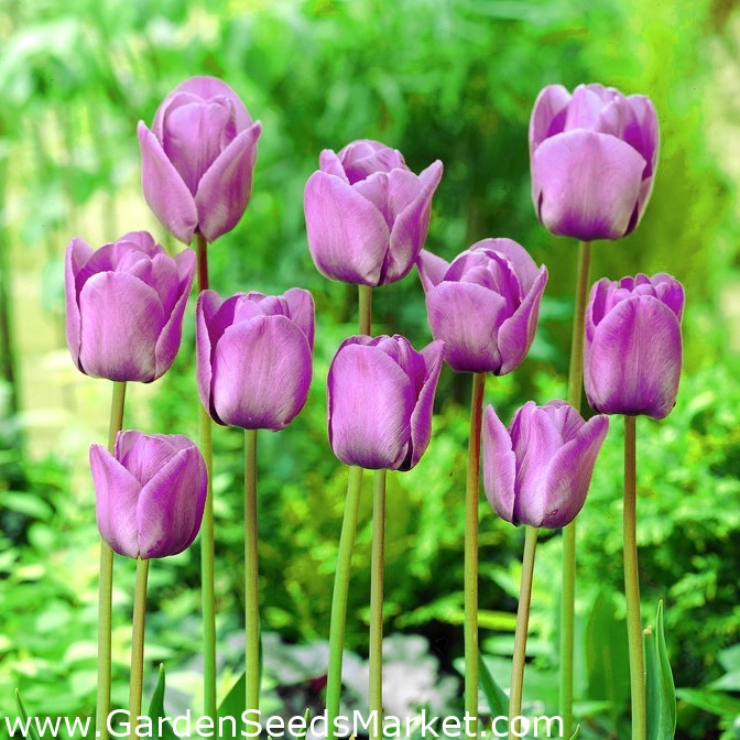 Tulip Blue Aimable - large package! - 50 pcs – Garden Seeds Market ...