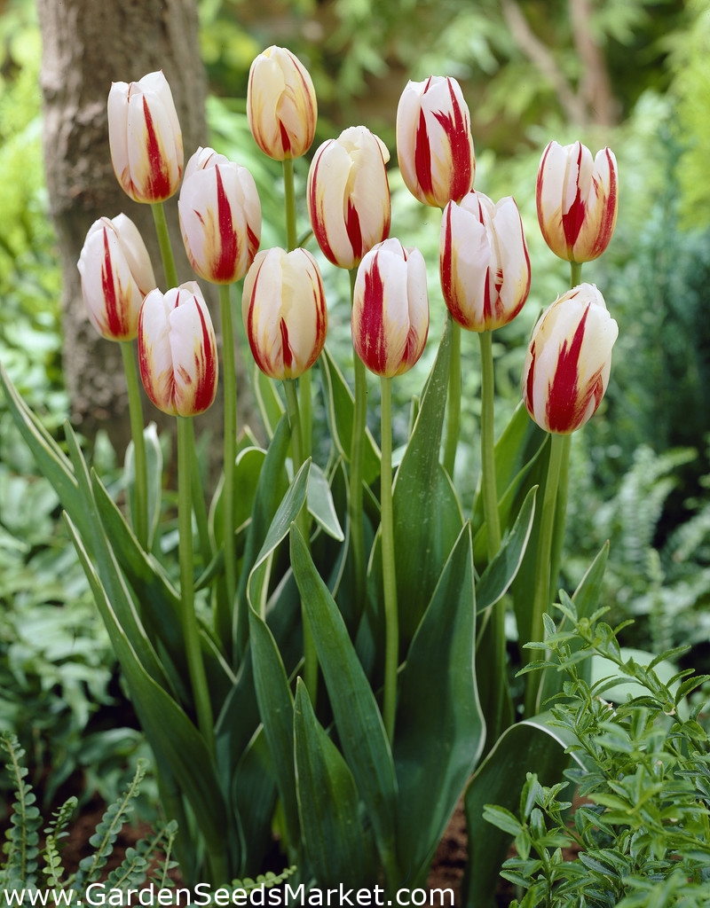 Tulipe 'Carnaval de Rio' - grand paquet - 50 pcs – Garden Seeds Market ...