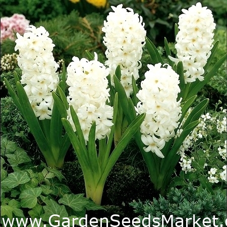 Baltai žydintis hiacintas - 9 vnt - – Garden Seeds Market | Nemokamas ...