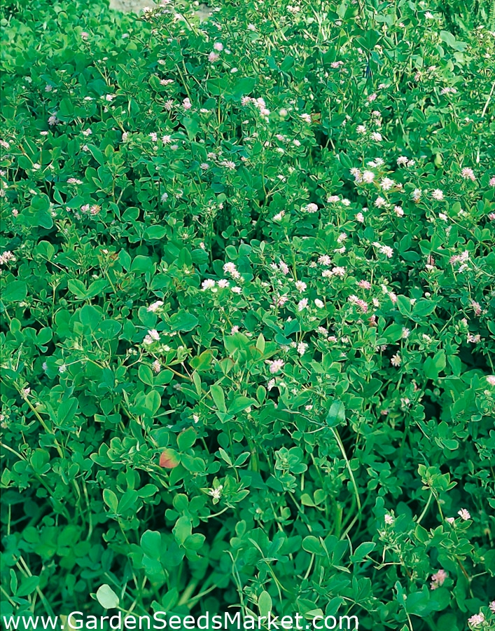 Semanggi terbalik "Gorby" - 10 kg; Semanggi Parsi, shaftal - – Garden ...