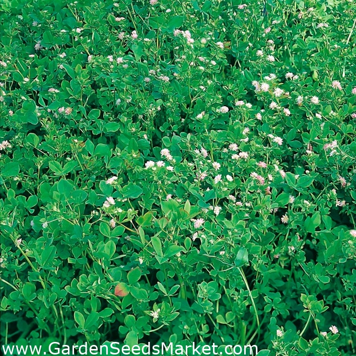 Persischer Klee "Gorby" - 0,5 kg; Shaftal - – Garden Seeds Market ...