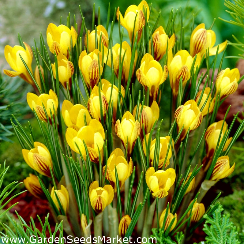 Crocus Fuscotinctus - ¡paquete grande! - 100 piezas - – Garden Seeds ...