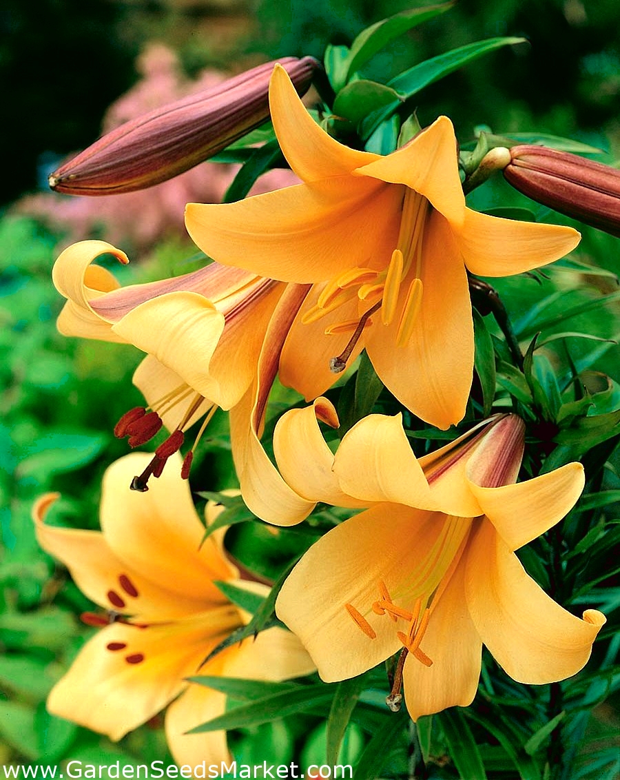 Trumpet lily - 'African Queen' - large package - 10 pcs – Garden Seeds ...