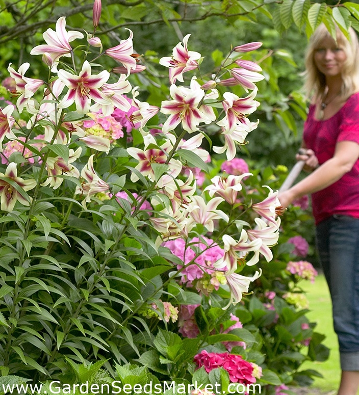 Tree lily - Altari - large package! - 10 pcs – Garden Seeds Market ...