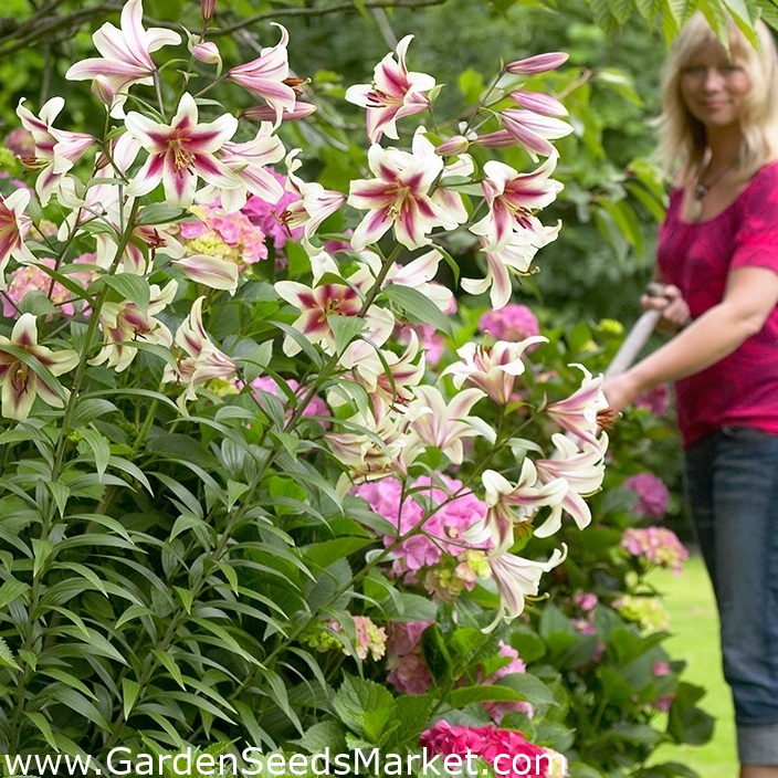 Tree lily - Altari - large package! - 10 pcs – Garden Seeds Market ...