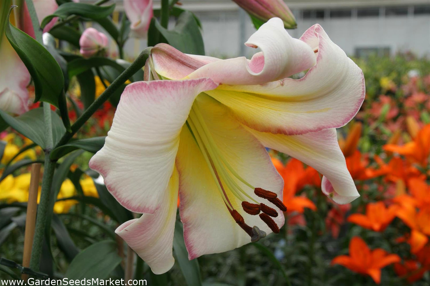 Tree lily - Beijing Moon - large package! - 10 pcs – Garden Seeds ...