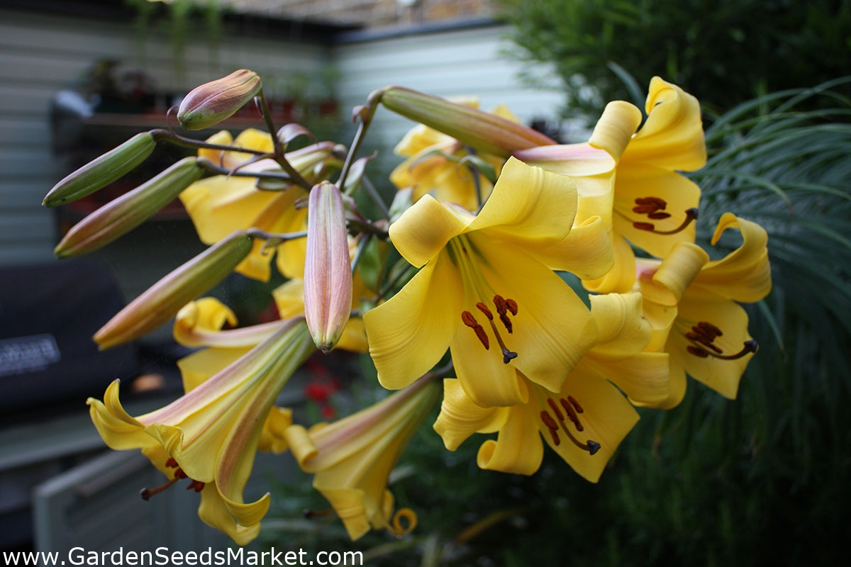 Trumpet lily - Golden Splendor - velké balení! - 10 ks. – Garden Seeds ...