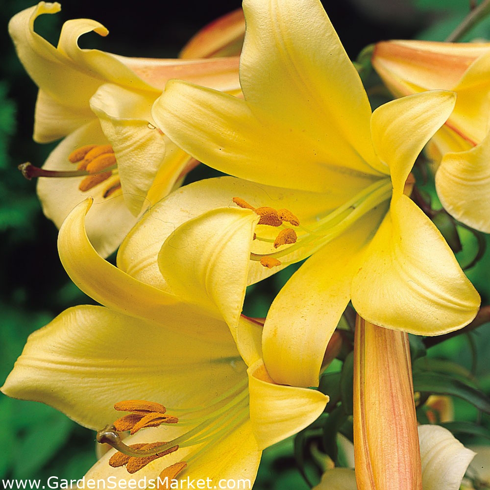 Trumpet lily - Golden Splendor - velké balení! - 10 ks. – Garden Seeds ...