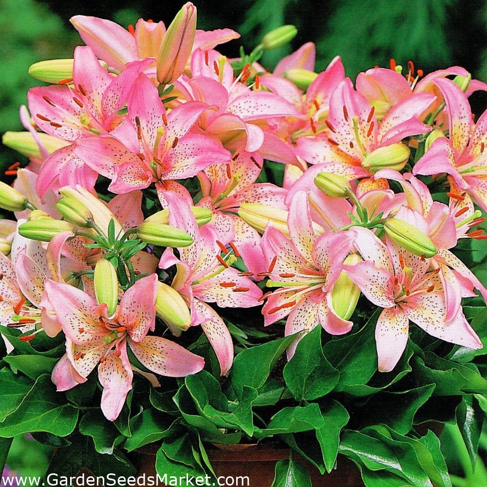 Dwarf lily - Pink Pixie - large package! - 10 pcs – Garden Seeds Market ...