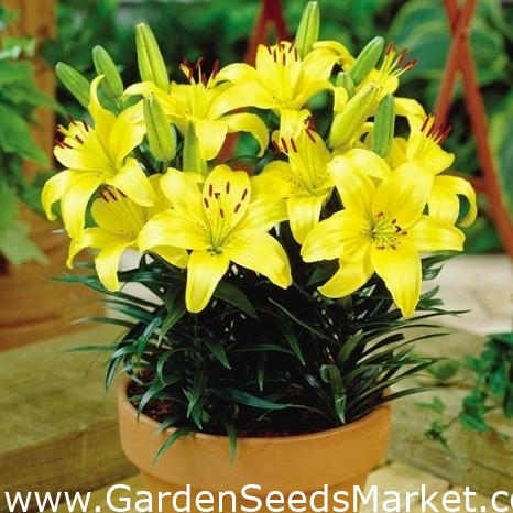 Dwarf lily - Bright Pixie - large package! - 10 pcs – Garden Seeds ...