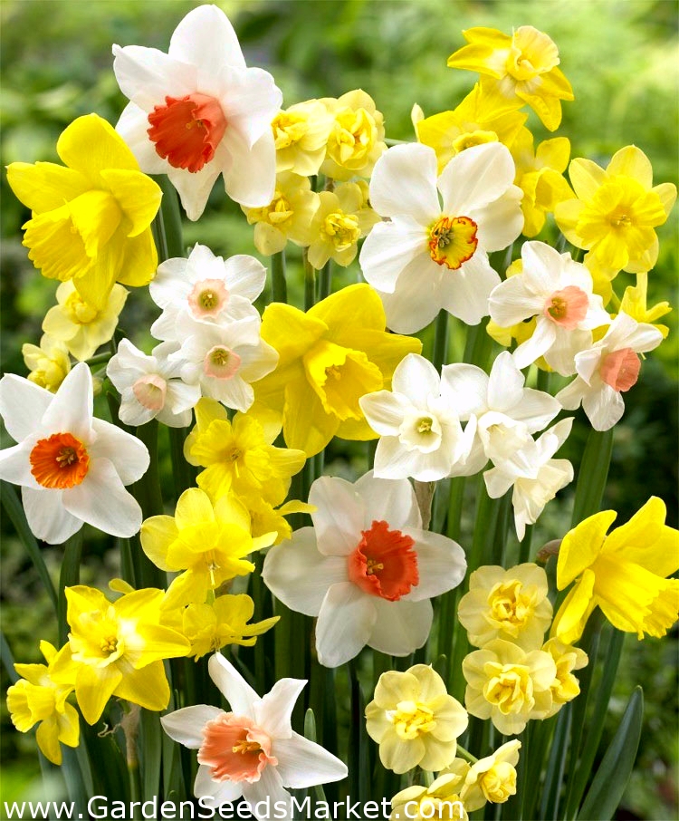 Narcizas, narcizo mišinys - didelė pakuotė! - 50 vnt - – Garden Seeds ...