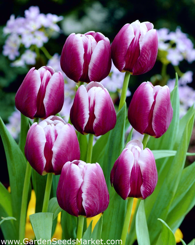 Tulip Arabian Mystery - large package! - 50 pcs – Garden Seeds Market ...