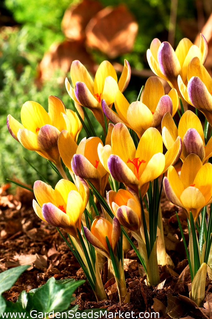Crocus Advance - paquet de 10 pièces – Garden Seeds Market | Livraison ...