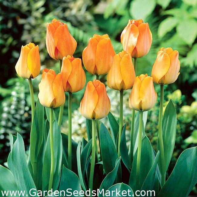 Tulip 'Daydream' - paquete grande - 50 piezas - – Garden Seeds Market ...