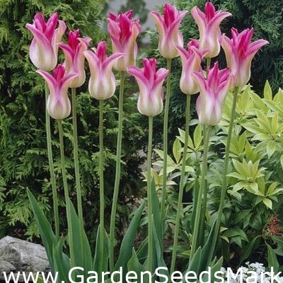 Tulpan 'Florosa' - stort paket - 50 st - – Garden Seeds Market | Gratis ...